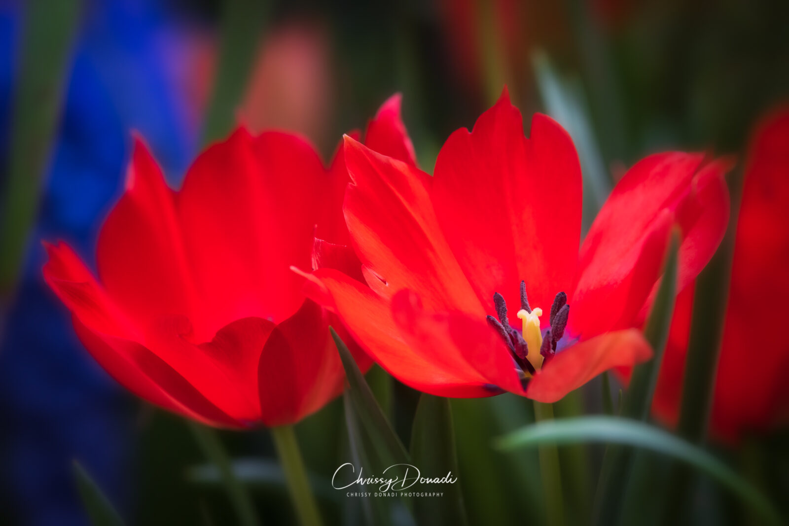 Improve Your Flower Photography with Promiscuity and Perennial Wooing