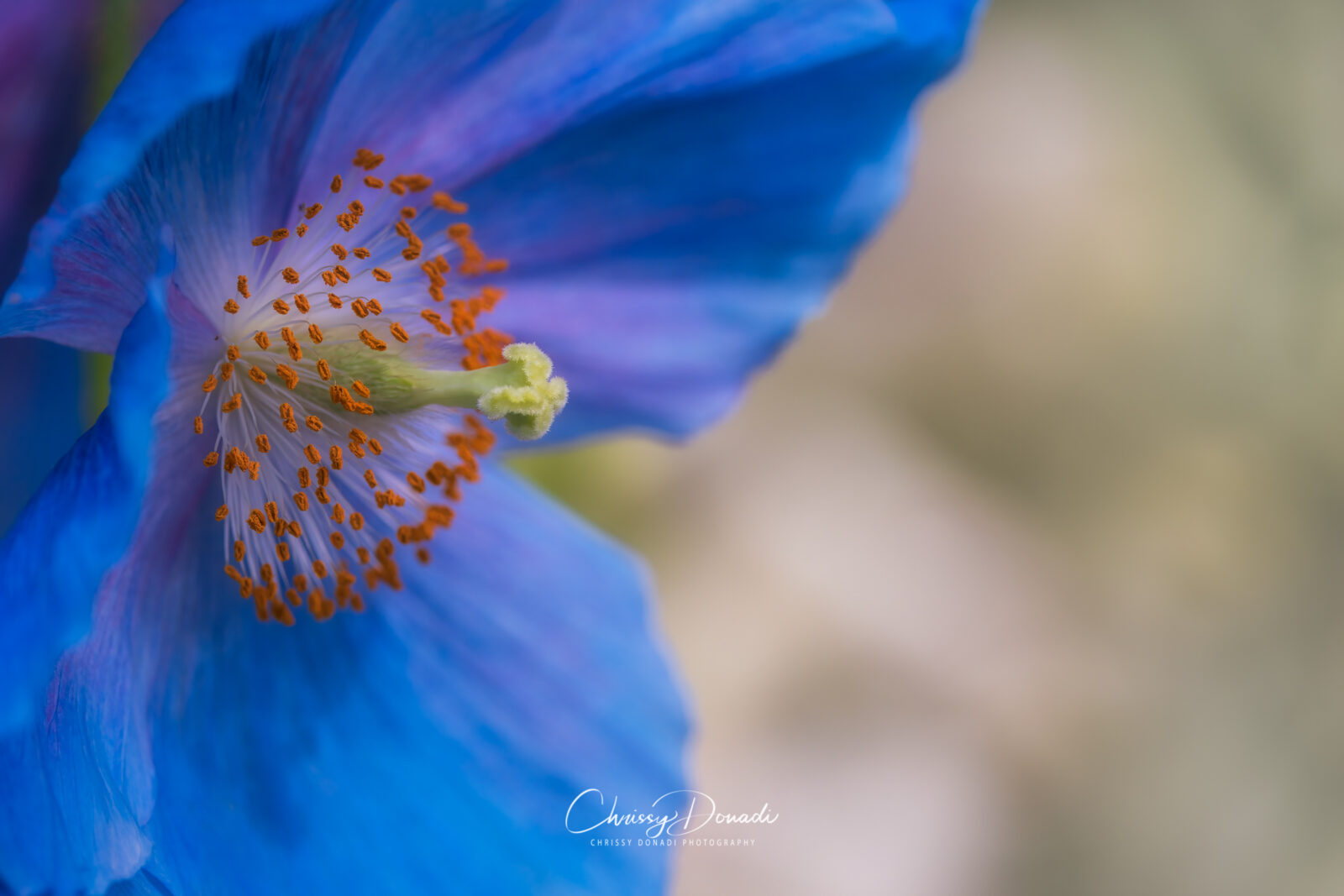 Improve Your Flower Photography with Promiscuity and Perennial Wooing